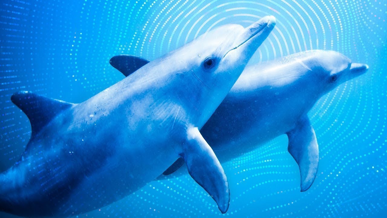 Relaxing Music. Healing Dolphins Songs Alpha Binaural Beats for Study ...