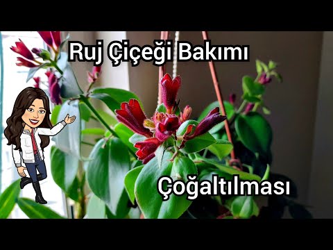 Ruj Çiçeği 💄 Bakımı ve Çoğaltılması 🪴⚘Aeschynanthus#çiçekbakımı #rujçiçeğibakımı