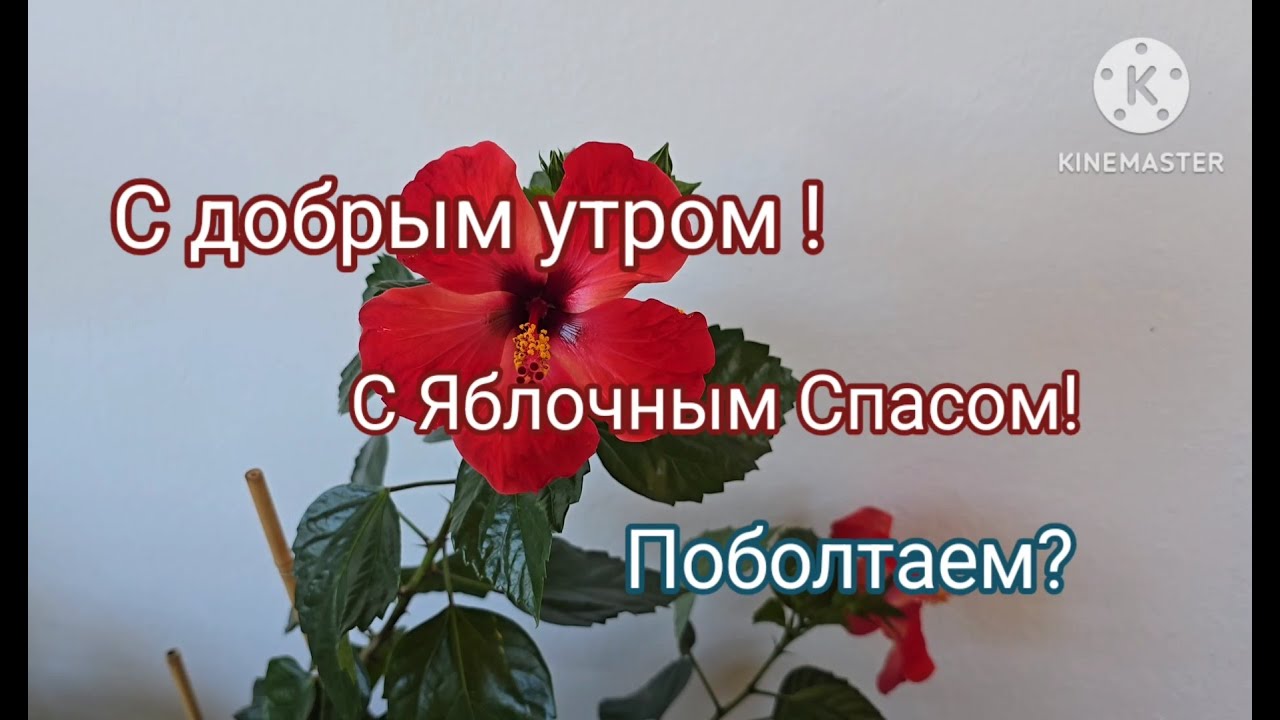 VLOG С ЯБЛОЧНЫМ СПАСОМ ПОБОЛТАЕМ SHALL WE CHAT WITH APPLE SAVIOR # ...