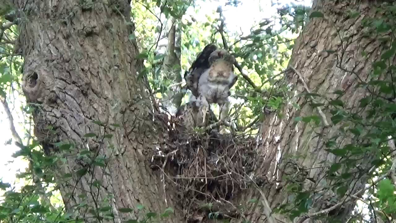 Breeding Buzzard Nest part six 15th June 2020 - YouTube