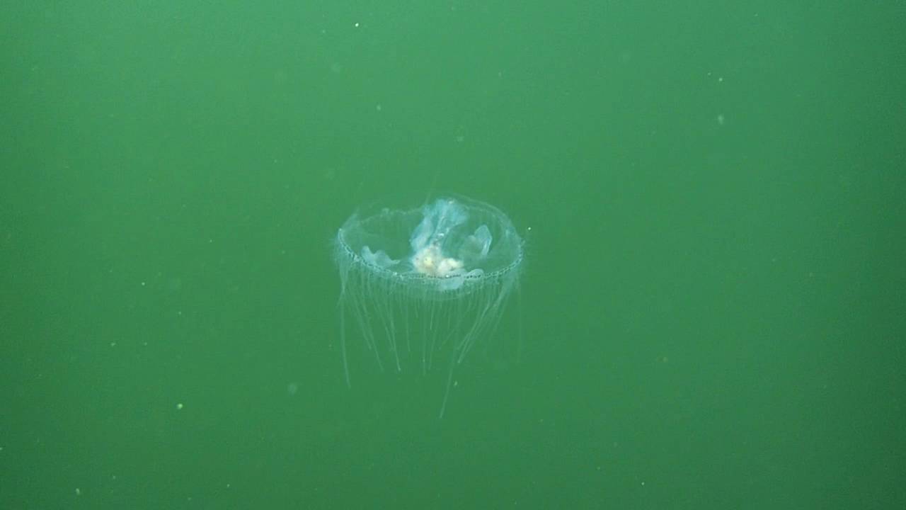 Freshwater Jellyfish (Craspedacusta sowerbii) Quemahoning Reservoir PA ...