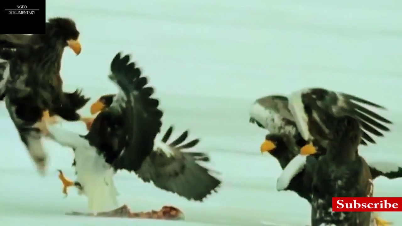 The Best of Eagle Attacks Caught On Camera- Most Amazing Wild Animal ...
