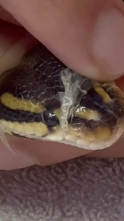 REMOVING STUCK SHED FROM BABY BALL PYTHON🐍 - YouTube