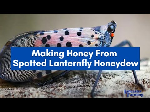 Mit gefleckten Laternenfliegen Honig herstellen