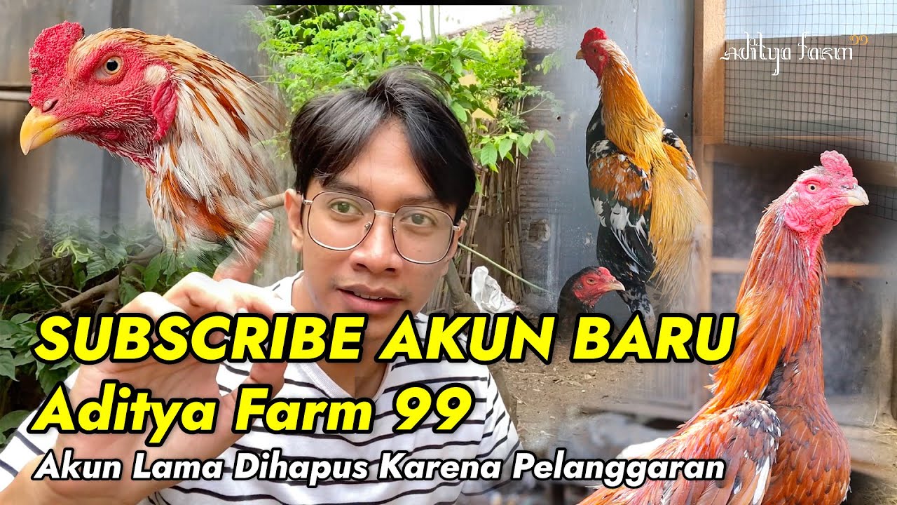AKUN BARU ADITYA FARM 99 PETERNAK AYAM BANGKOK RUMAHAN - YouTube