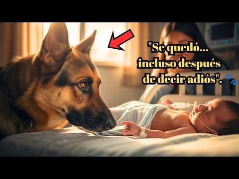 La Despedida Final De Un Pastor Alemán A Un Bebé Moribundo Conmovió Al ...