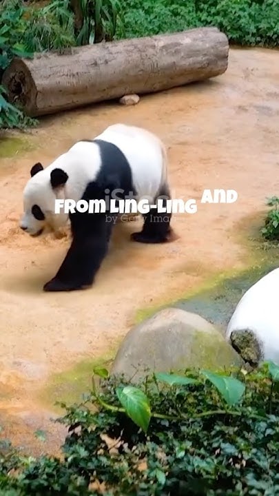 Panda Diplomacy: China’s Cutest Ambassador #shorts - YouTube