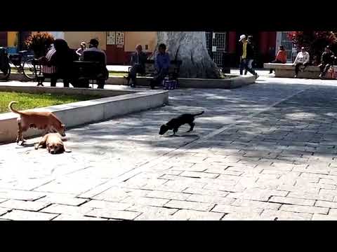 Plazuela El Recreo Trujillo #5