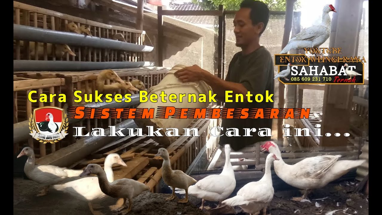 Sukses Beternak Entok Sistem Pembesaran || Lakukan Cara Ini || Entok ...