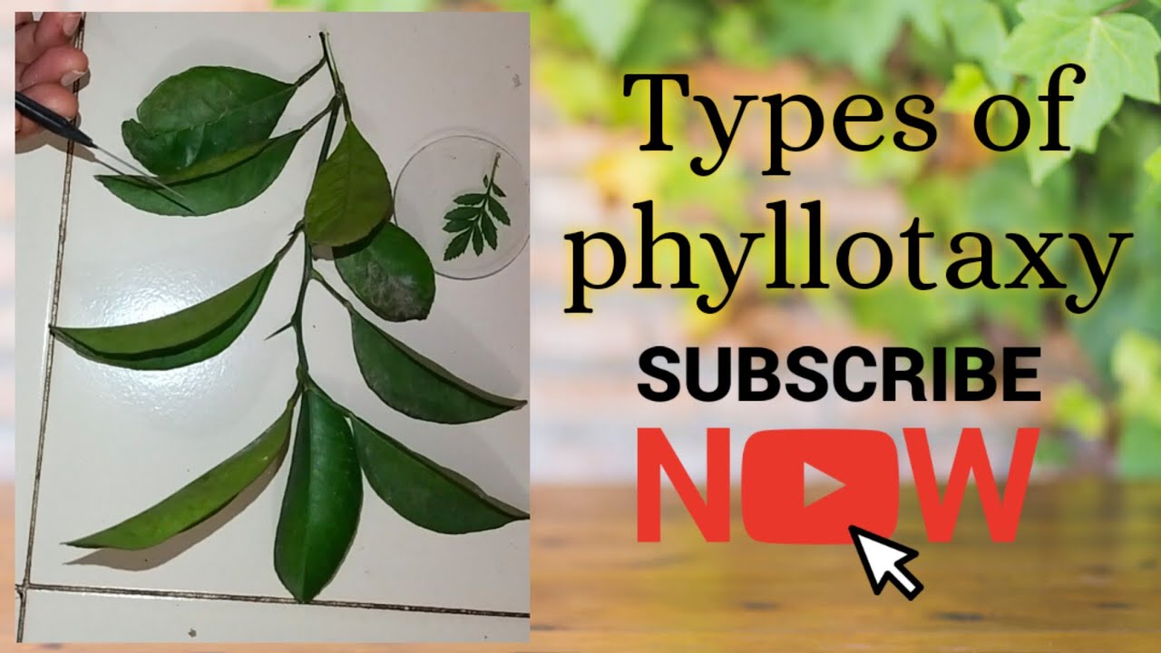 #leaf #botany | Types of phyllotaxy | leaf - phyllotaxy | plant Biology | Explain phyllotaxy ...