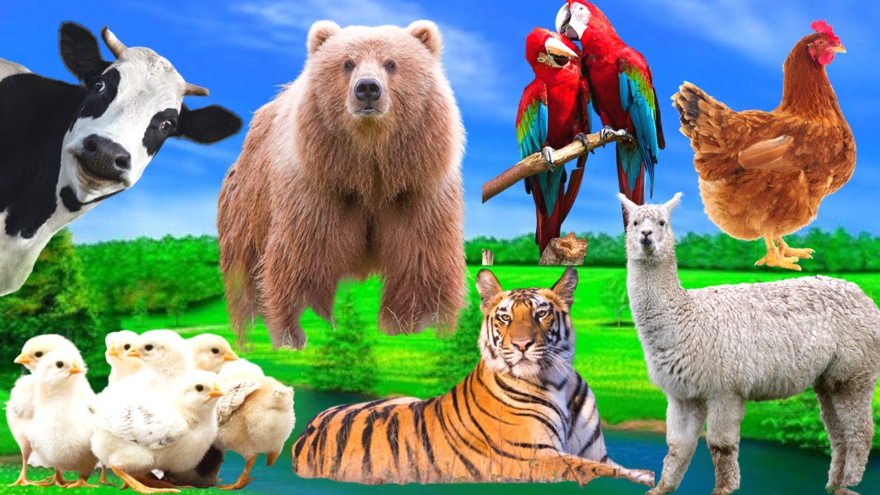 Animal sounds - ,cat, duck, dog, rabbit, chicken, naughty animals, cow ...