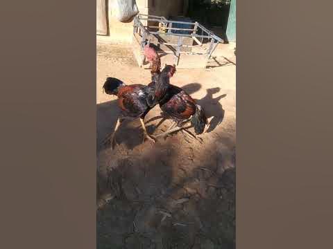 qaib sib ncaws - YouTube