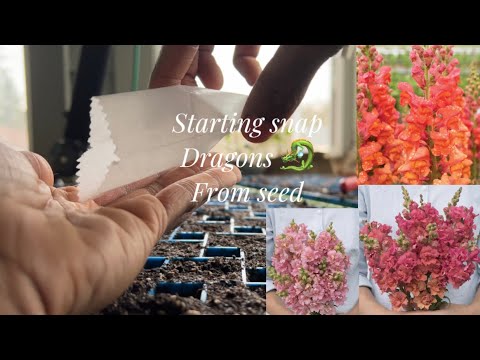 Starting snap dragons from seed | madame butterfly bronze| madame ...