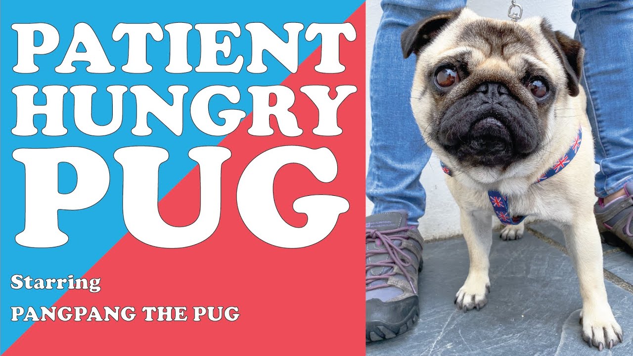 PATIENT HUNGRY PUG | Pangpang the Pug showing amazing patience while ...