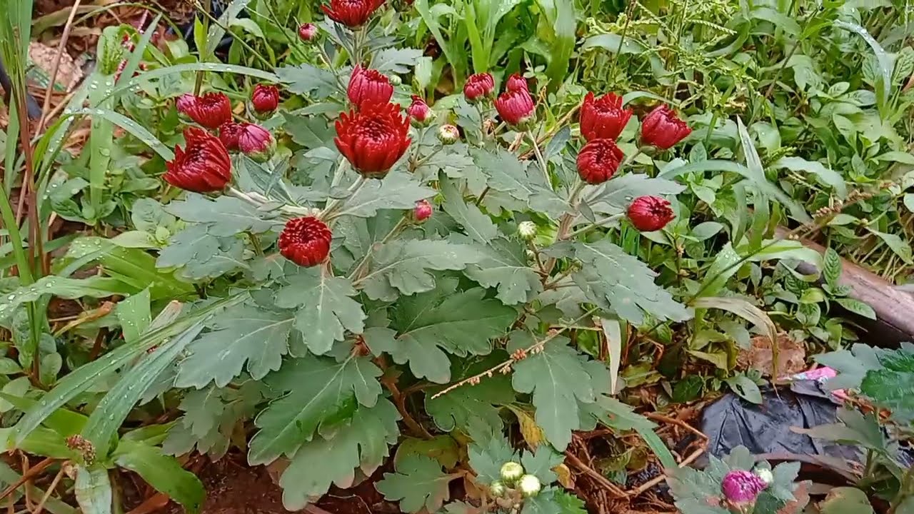 सबका पसंदीदा सेवंती में फुल कैसे लाएं || How To Get Flowers In Sevanti ...