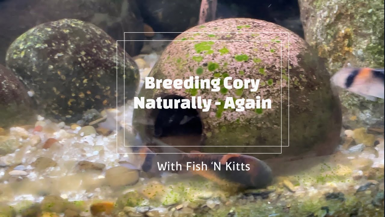 Breeding Corys Naturally - Again! - YouTube