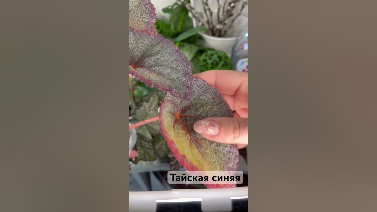 Тайская синяя #бегонии #тайская синяя #пересадкацветов #бегониипочтой # ...