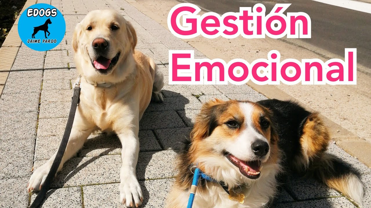 GESTIÓN EMOCIONAL DE TU PERRO - YouTube