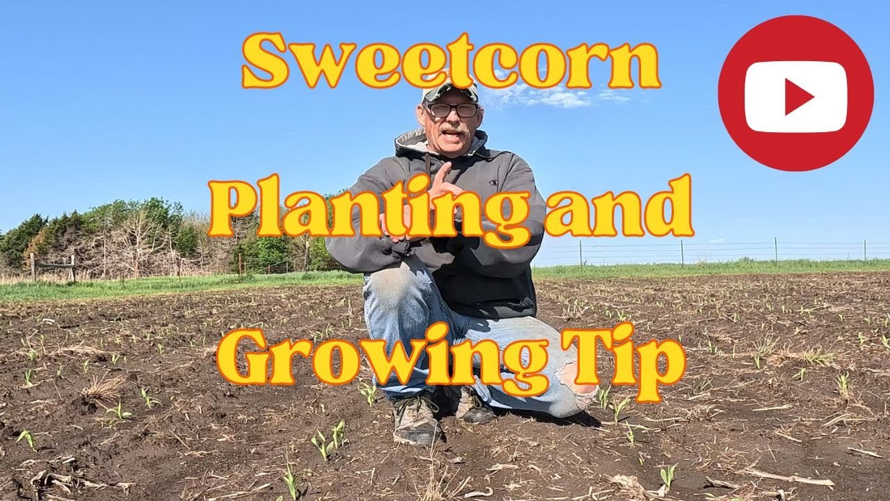 Sweetcorn Growing And Planting Tip - YouTube