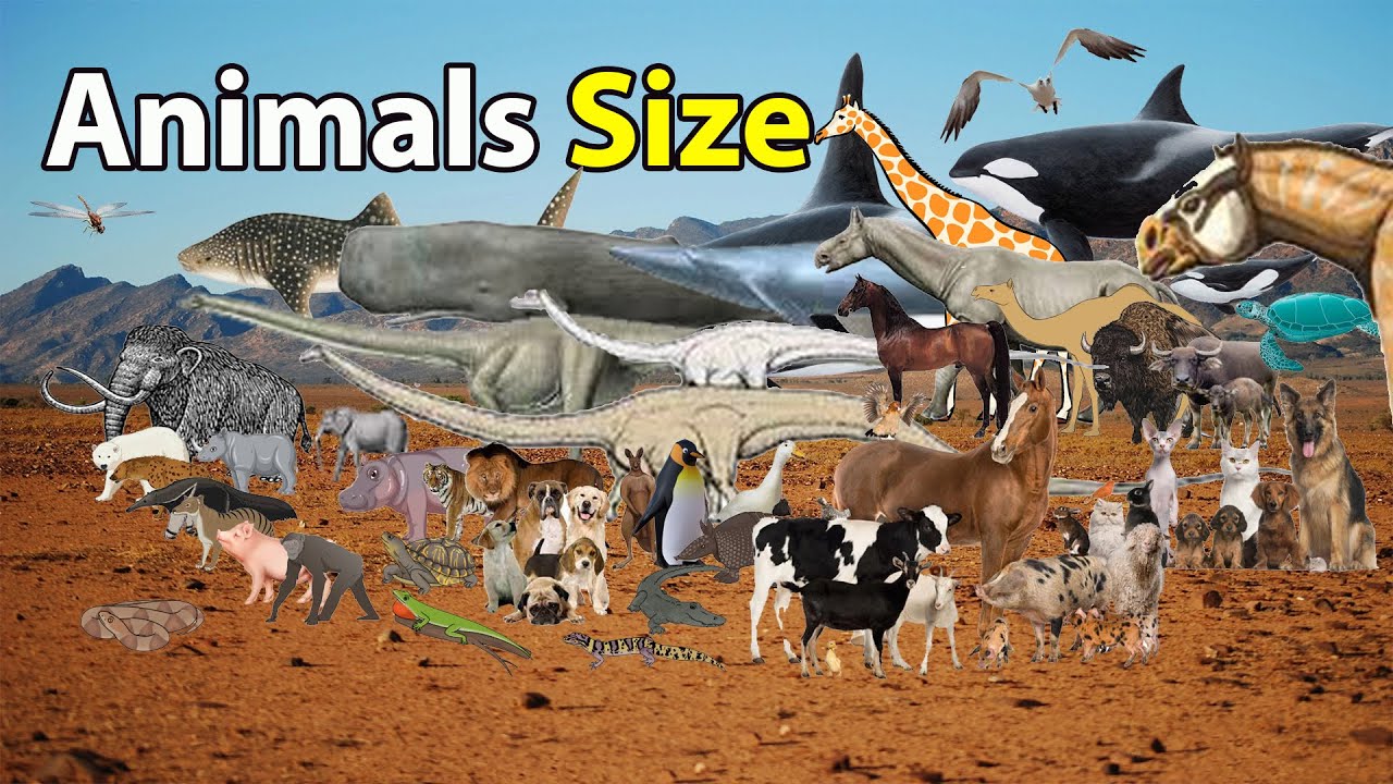 Animals Size Comparison micro to biggest in 2023 ~ Animals Creature ...