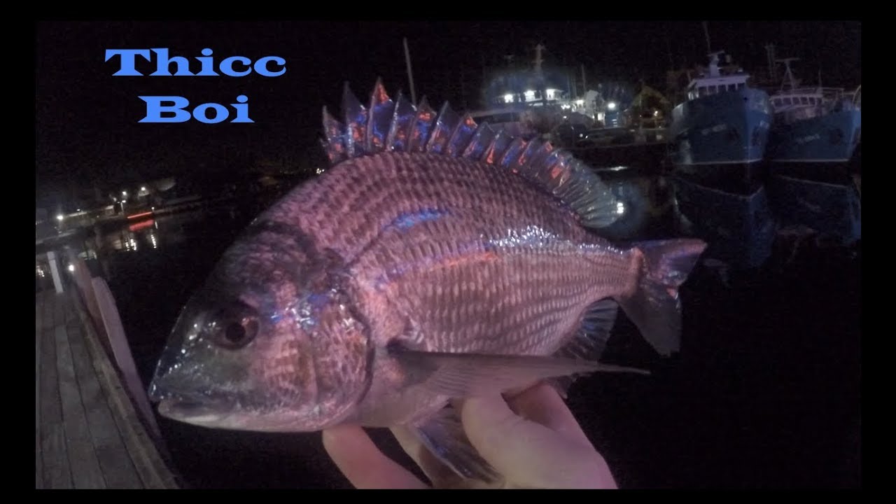 The Search for a MONSTER Black Bream! (40cm+) - Part 1 - YouTube