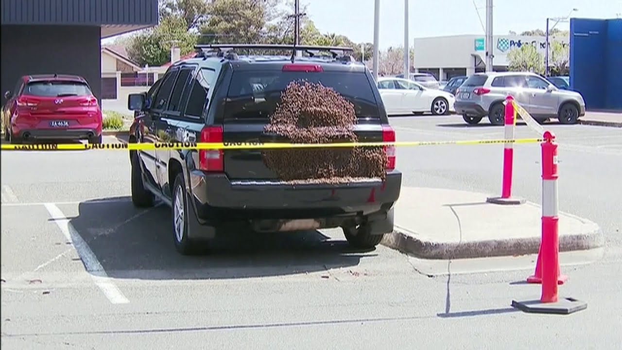 Bees swarm car in Australia - YouTube