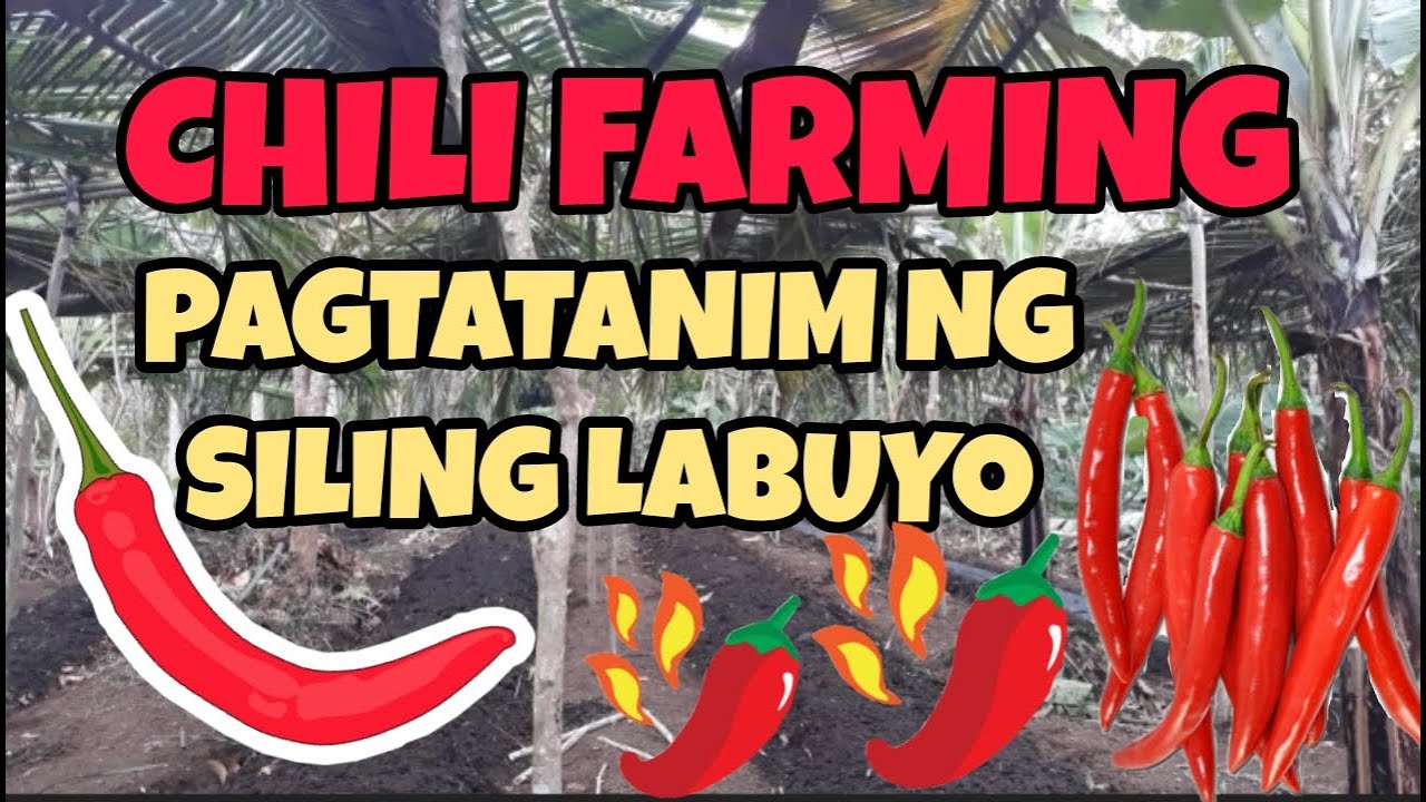 HOW TO PLANT SILING LABUYO | SILING TAIWAN | TRES PLANTERS - YouTube
