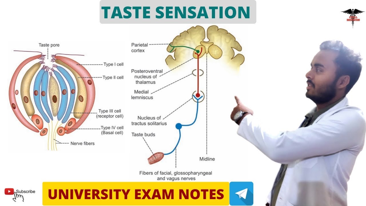 Taste Sensation || Special Sense Physiology || MBBS , BDS , BMLT , DMLT ...
