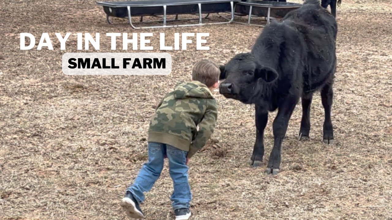 DAY IN THE LIFE | Farm Animals & Projects - YouTube