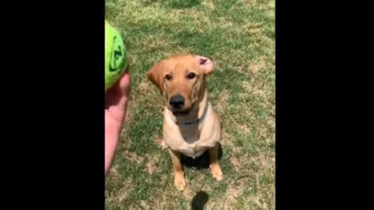 The most epic fetch fail caught on camera! - YouTube