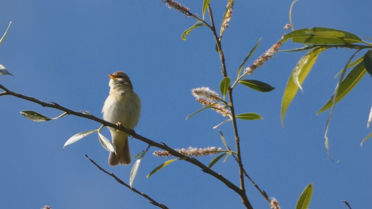 Rutland Water, Egleton Reserve: 4th June 2017 - YouTube