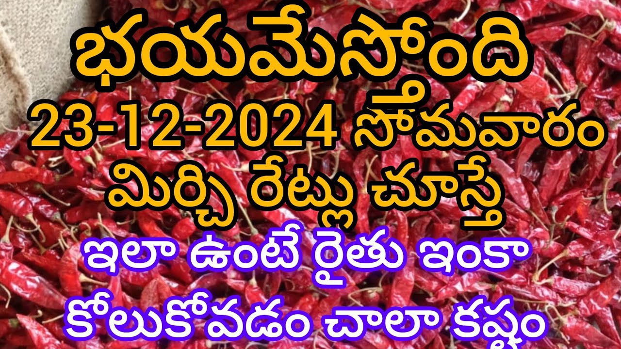 23-12-2024 Monday mirchi market Rates. సోమవారం మిరప కాయల రేట్లు ఈవిధంగా ...