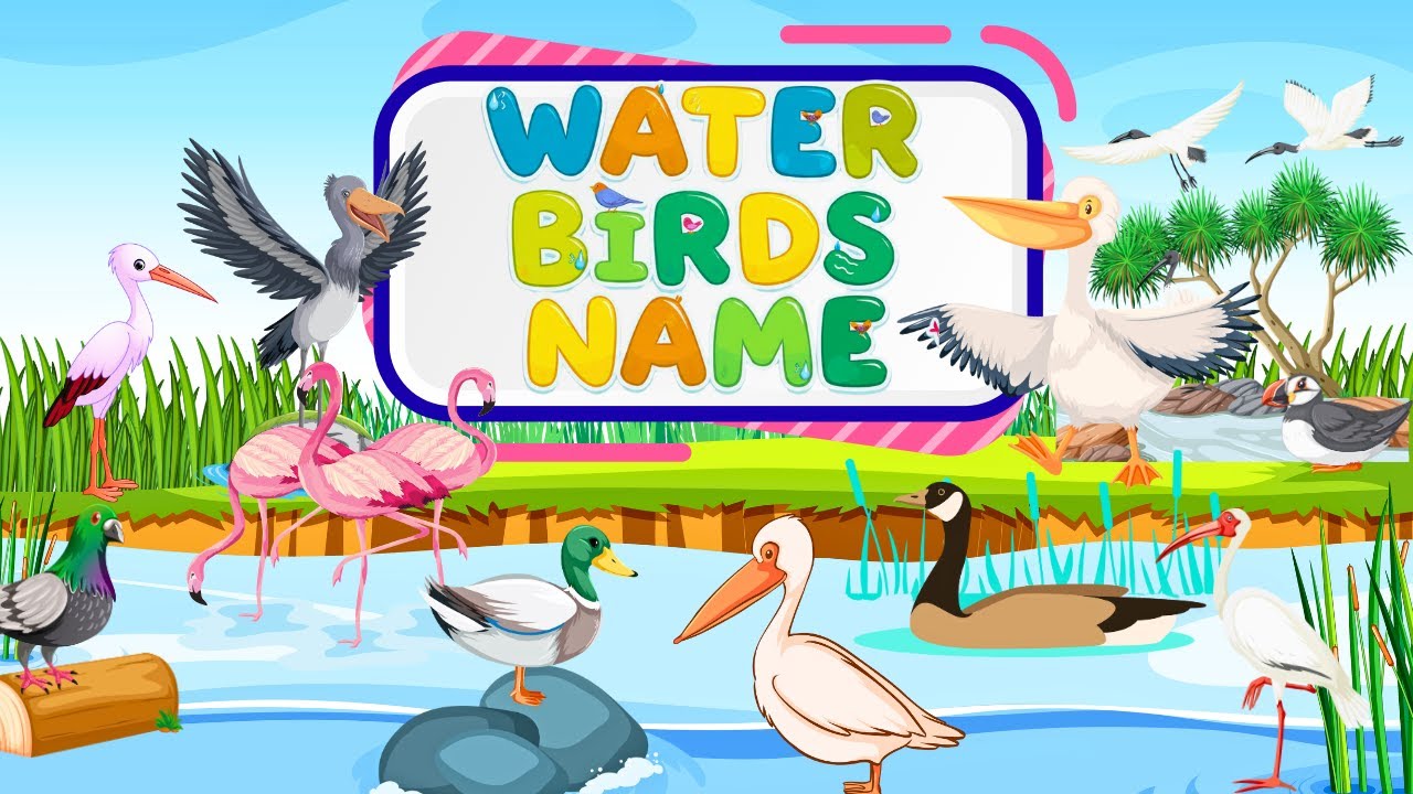 Birds Name | Learn Water Birds Names with Picture #birds - YouTube