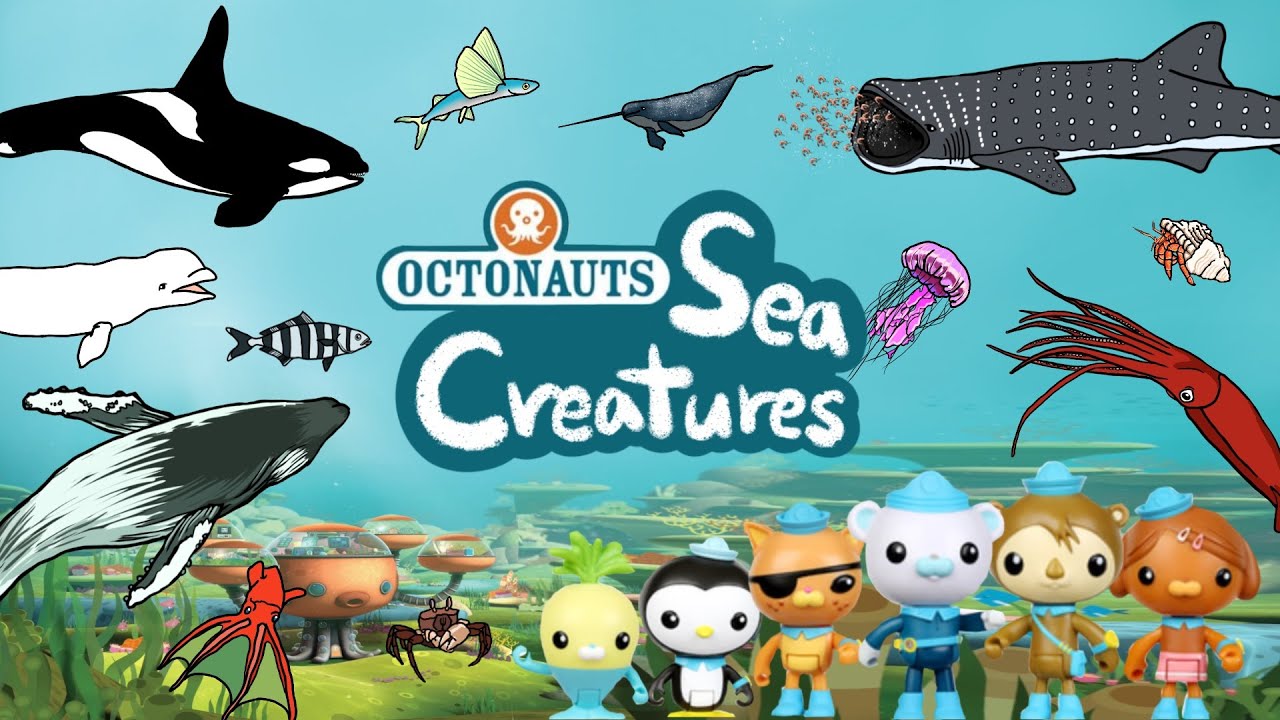 Octonauts Sea Animals 🐠 OCTONAUTS Creatures In Real Life CREATURE