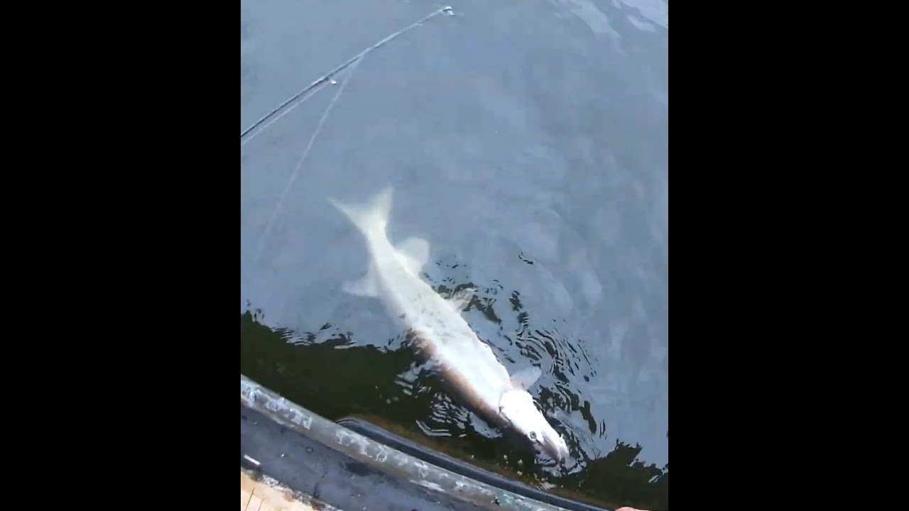 Musky, Big Joshy, Pflueger, Venture Fenwick, Vanish Fluorocarbon ...