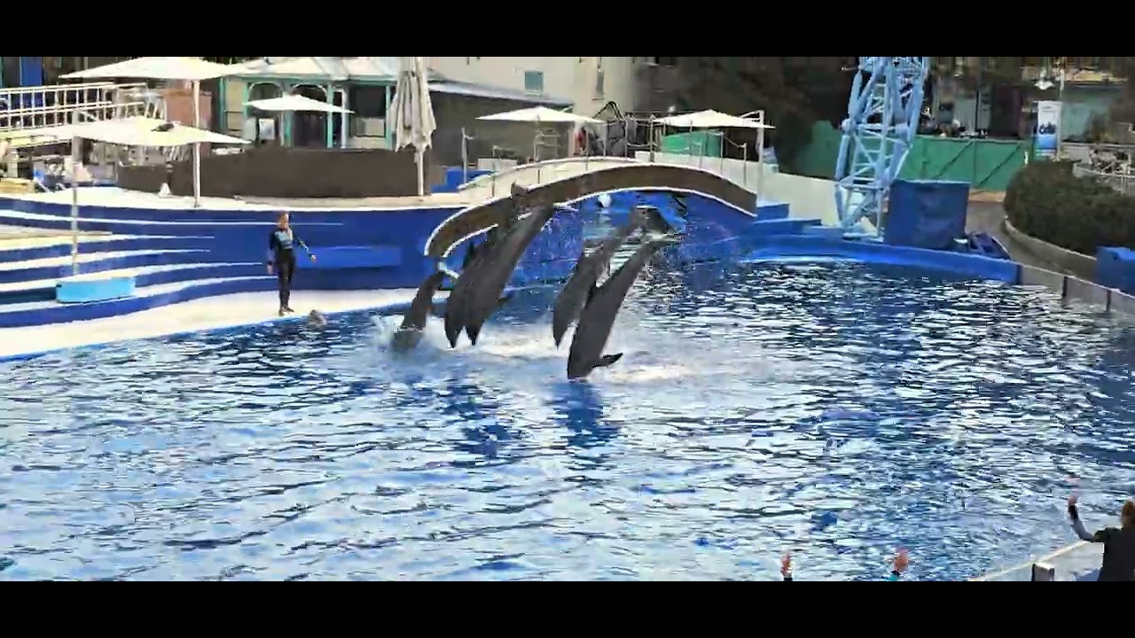Dolphin Show (part 1) - SeaWorld San Diego (I do not own the rights to ...