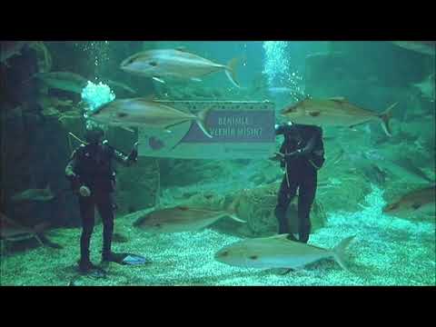 Sevgiliye Özel Su Altı Pankart Açılışı Videosu