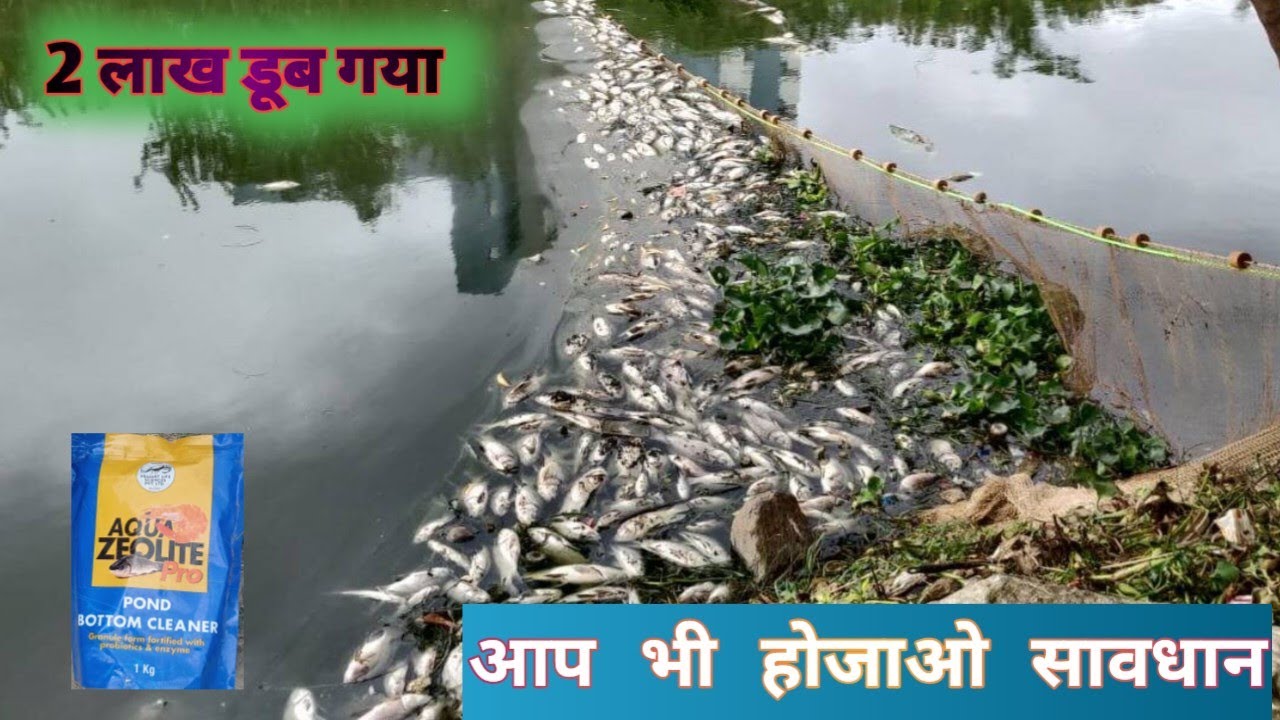 Dead fish।। किसान भाई को हुआ लाखो का नुकसान जाने कैसे #fishfarmig - YouTube