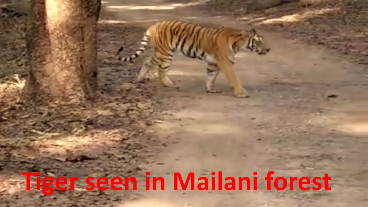 tiger seen in mailani /kukra forest - YouTube