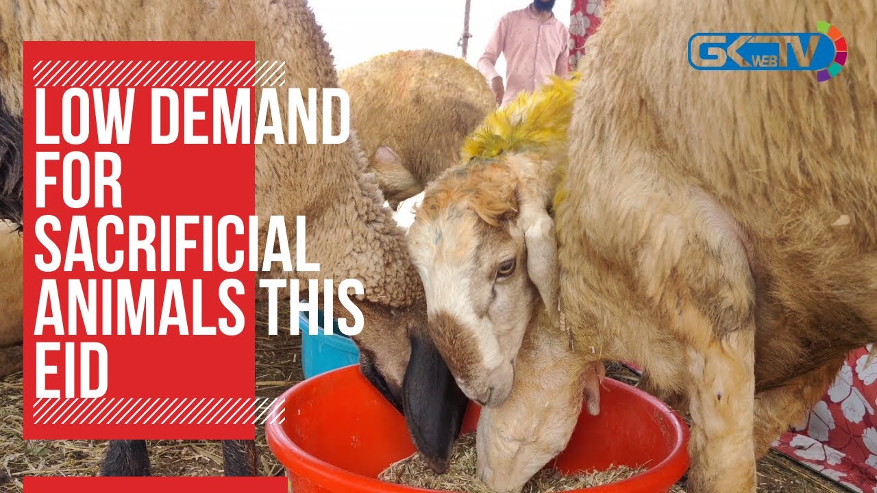 Low demand for sacrificial animals this Eid - YouTube