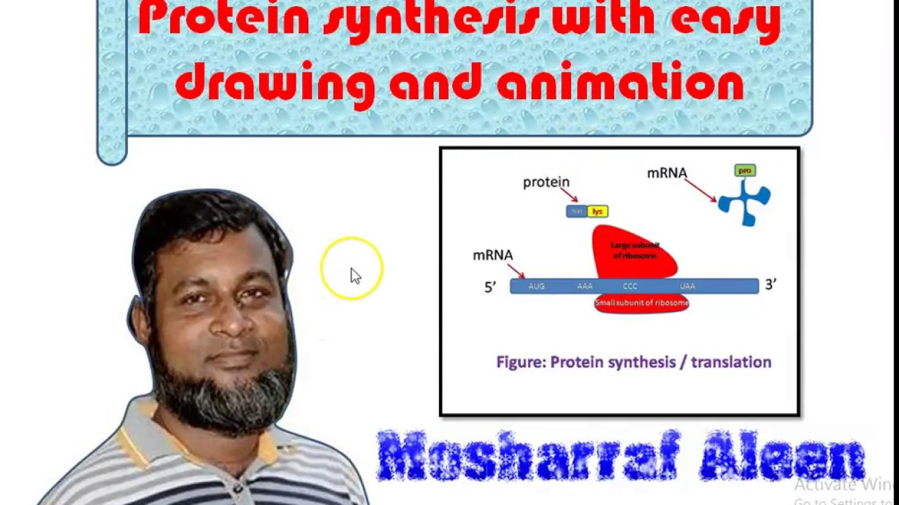 Protein synthesis or translation with easy drawing and animation - YouTube