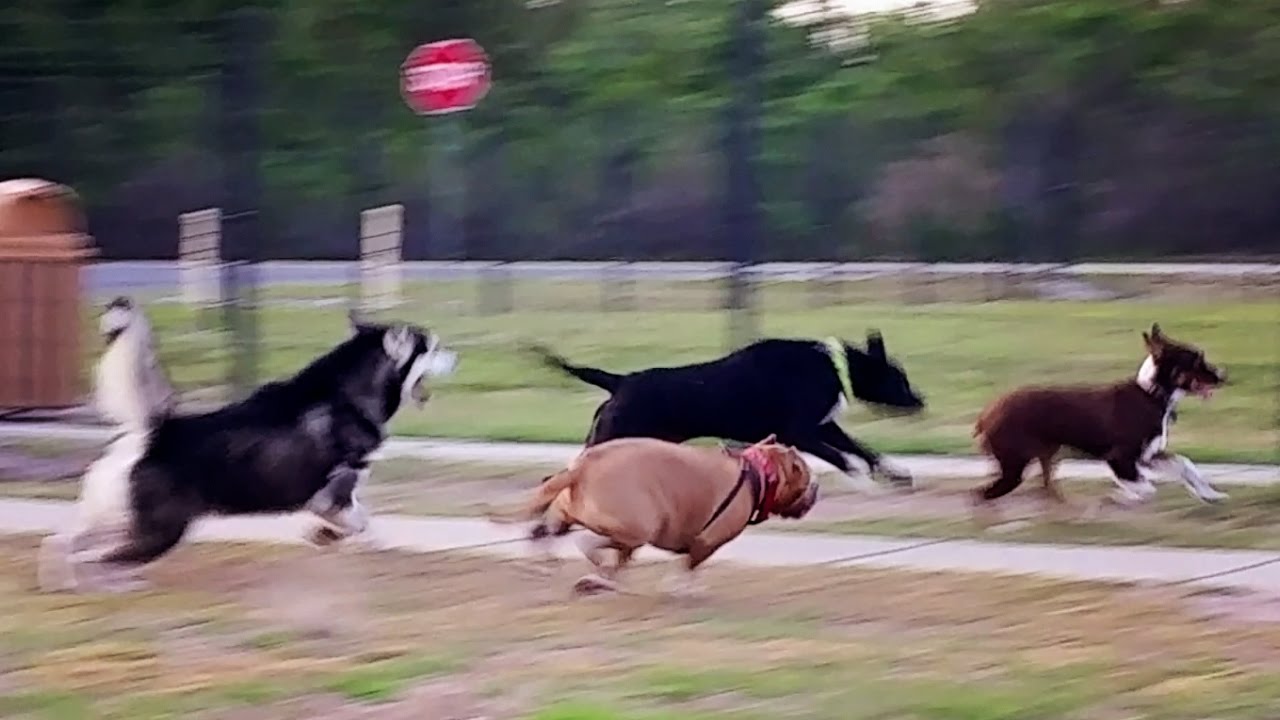 PACK OF WILD DOGS INVADE THE DOG PARK! - YouTube