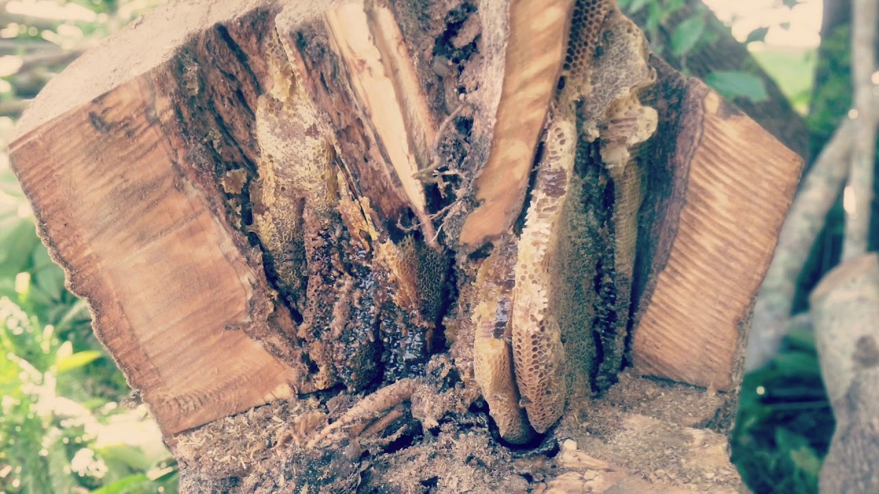 Burnside tree removal 10th Feb 2019 - YouTube