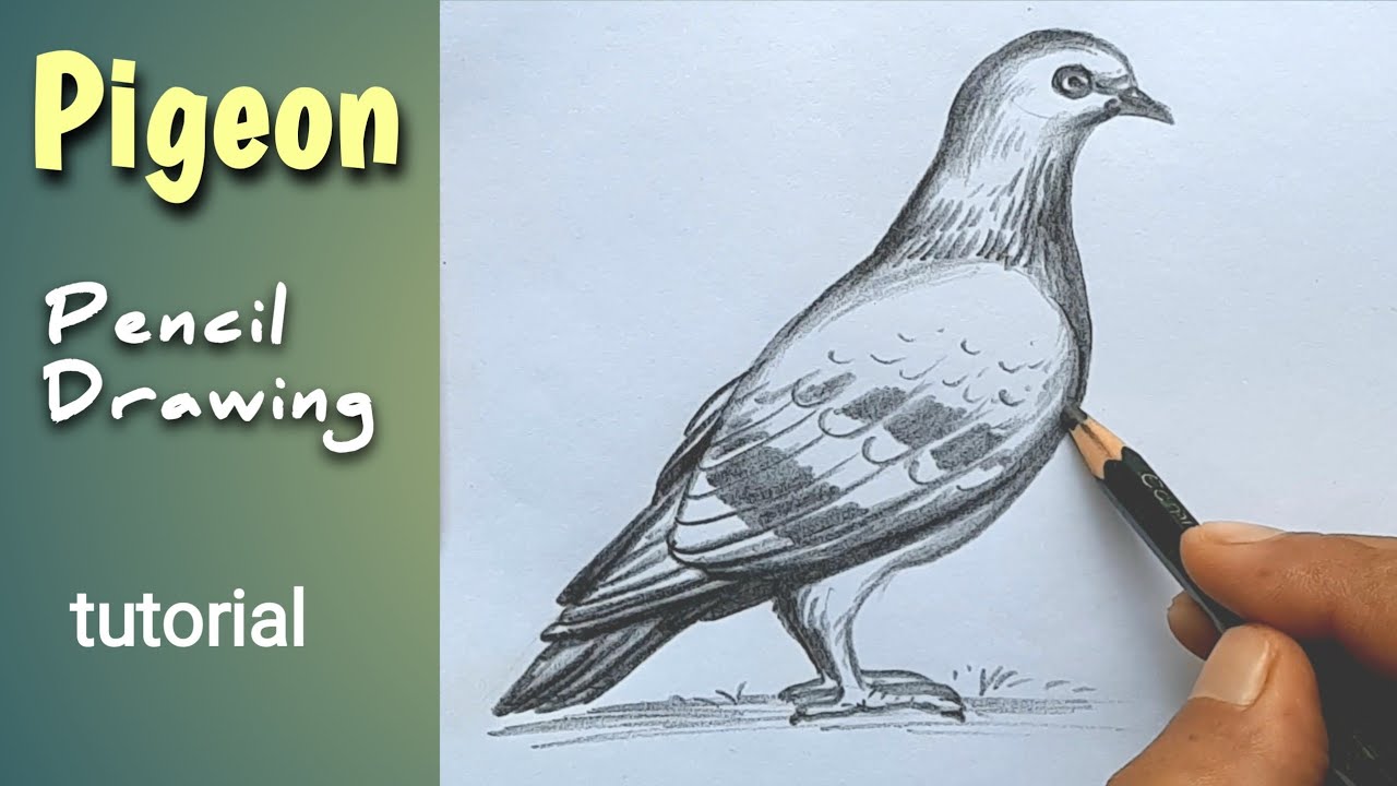 How To Draw a PIGEON With Pencil Shading | Kabutar Drawing | Pencil ...