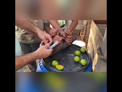 Capação de leitão - dicas e cuidados - porcos caipira e de granja, leitões