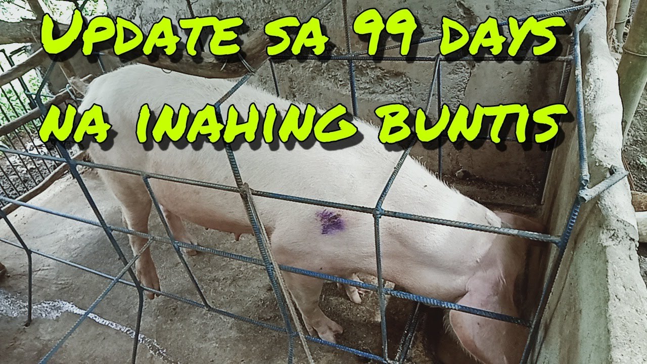 99 DAYS NA INAHING BABOY. - YouTube
