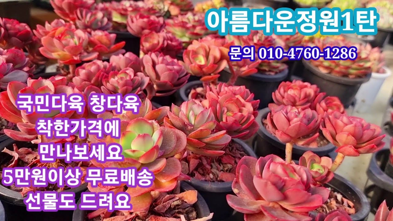 아름다운정원2탄국민다육 창다육착한가격에 찜하세요 5만원이상 무료배송 선물도 드려요♡ 메이플 ♡제스타♡안젤리나♡줄리아나