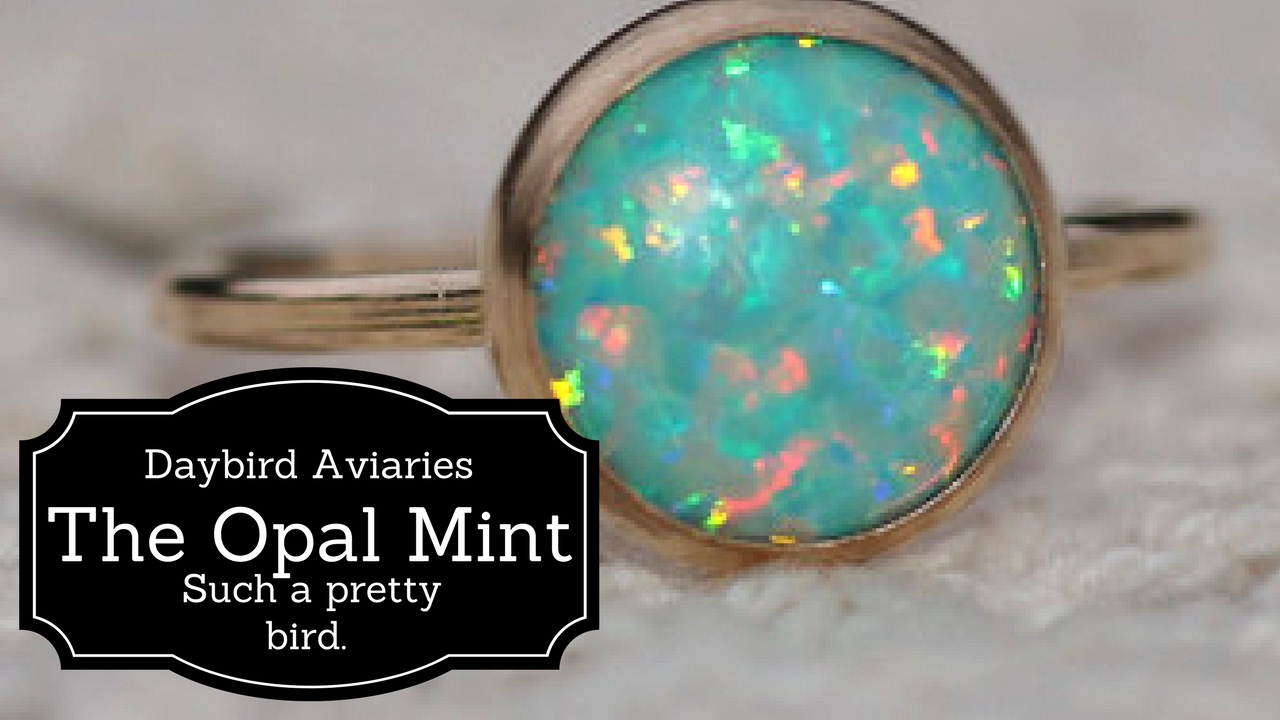 OPALINE MINT GREEN CHEEK CONURE - Filmed in natural February afternoon ...