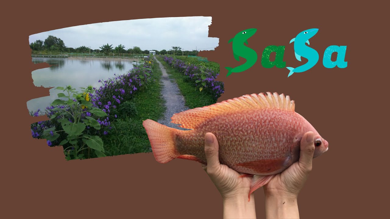 SASA - TRẠI GIỐNG THỦY SẢN NƯỚC NGỌT - FISH HATCHERY - YouTube
