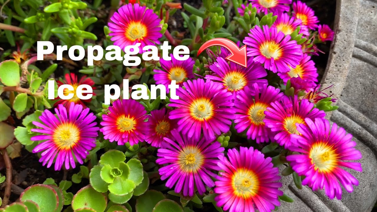 Easily Propagate Ice Plant (Delosperma) - YouTube